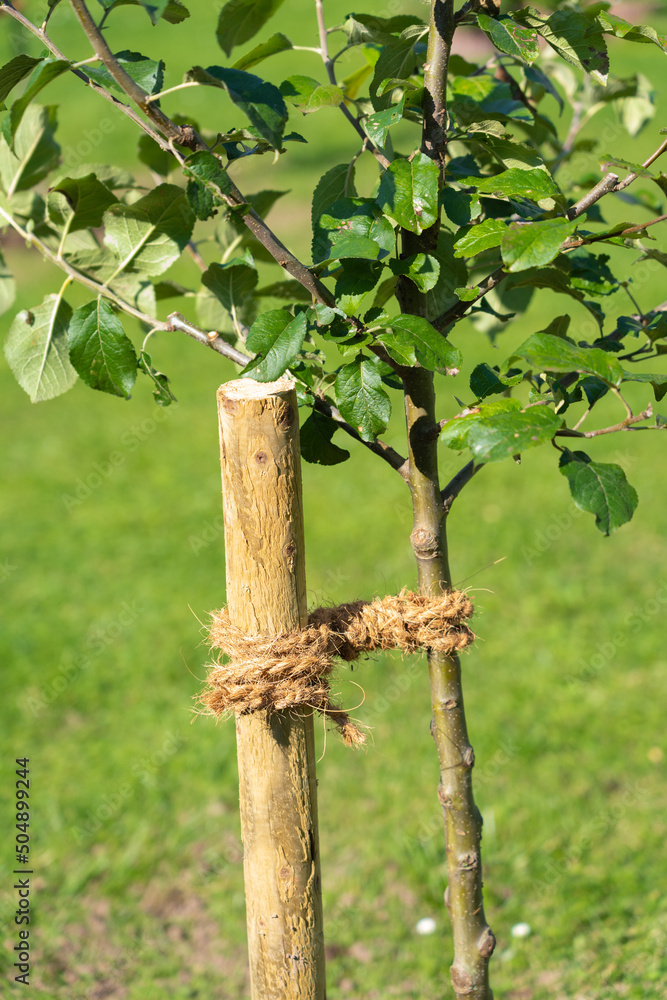 Photo & Art Print Correct connection of a young tree in figure eight ...