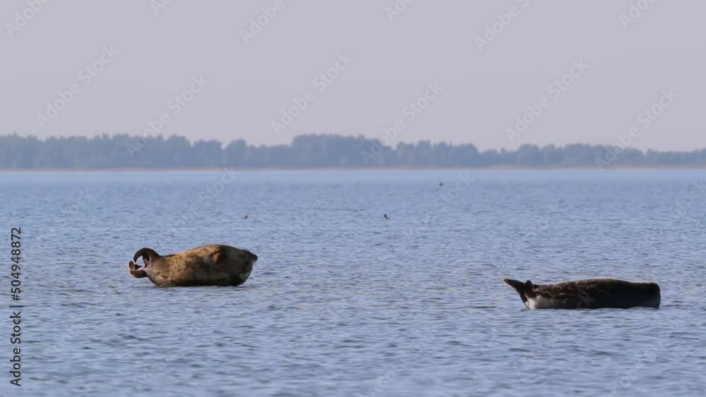 Suspicious Ringed seal (Pusa hispida) lies on underwater rock in Baltic ...