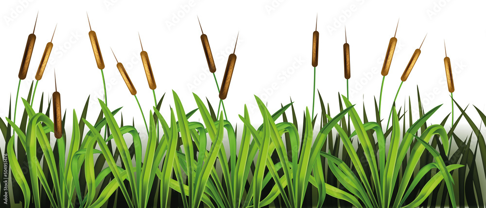 Swamp grass seamless border, vector water green reed plant frame ...