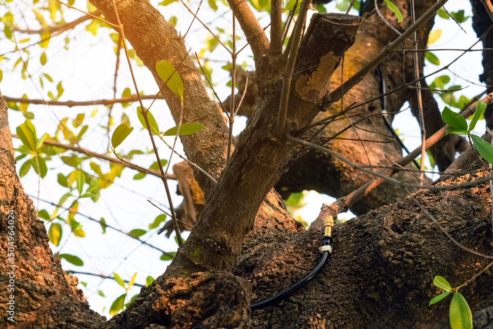 Brass mist nozzles or sprinklers for spraying water spray on trees ...