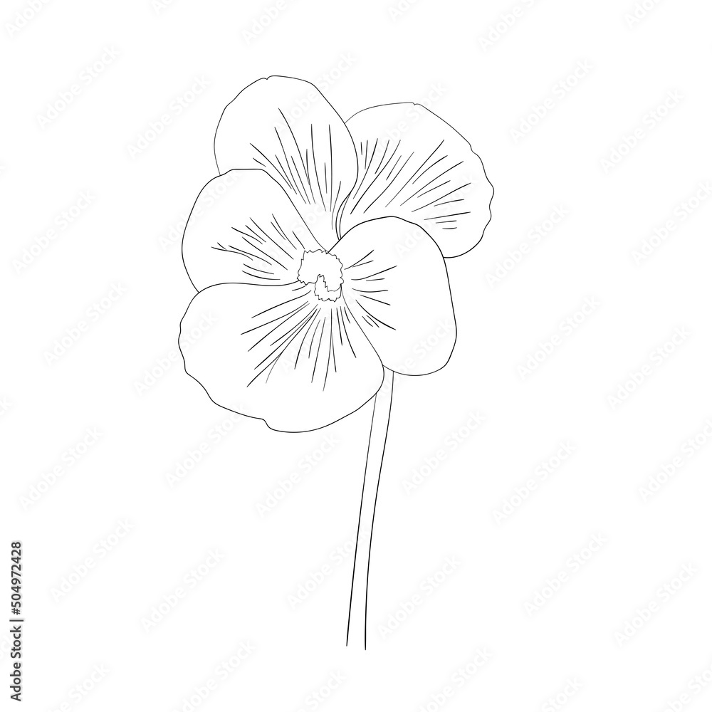 Line art pansy flower drawing. Vector illustartion. Stock Vector ...