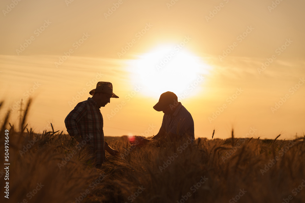 The farmer checks the wheat harvest. The concept of a rich harvest in ...