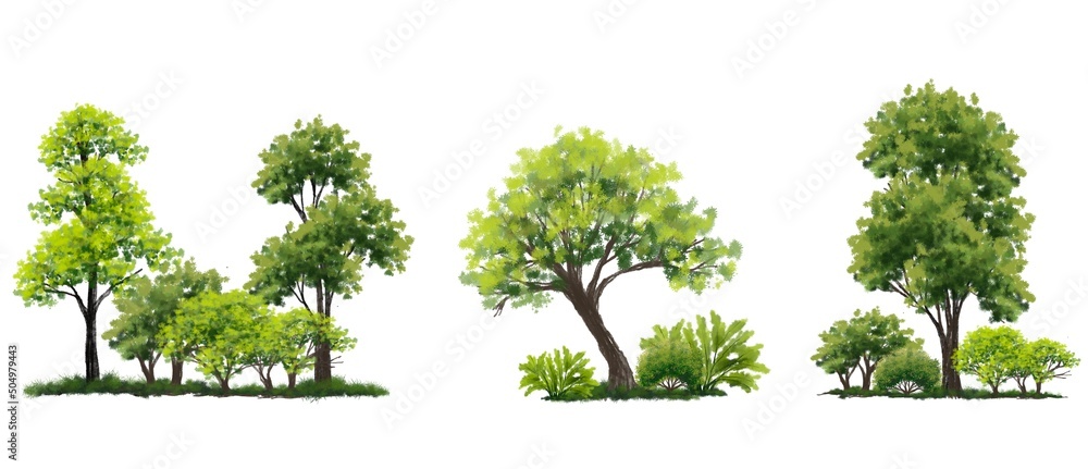 tropical green tree side view isolated on white background for ...