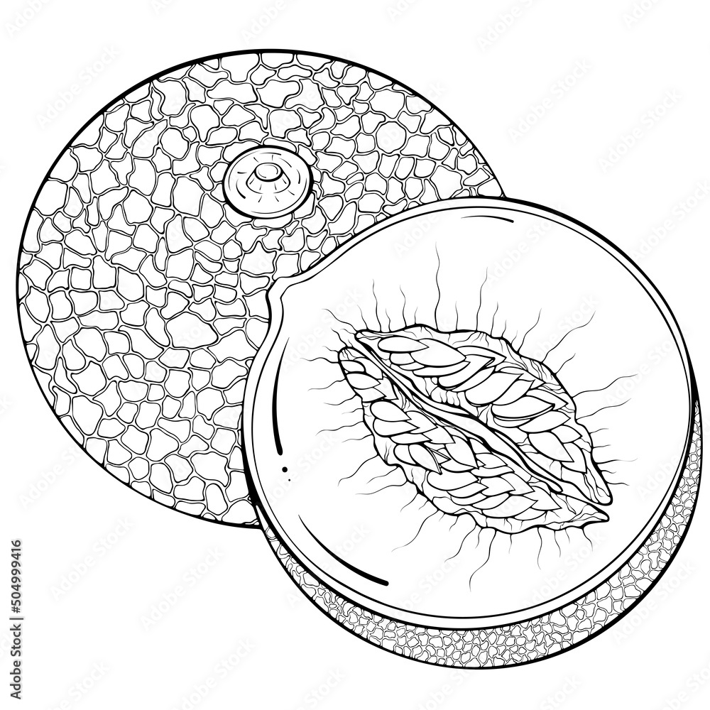 Whole and half melon. Vector illustrations in hand drawn sketch doodle ...