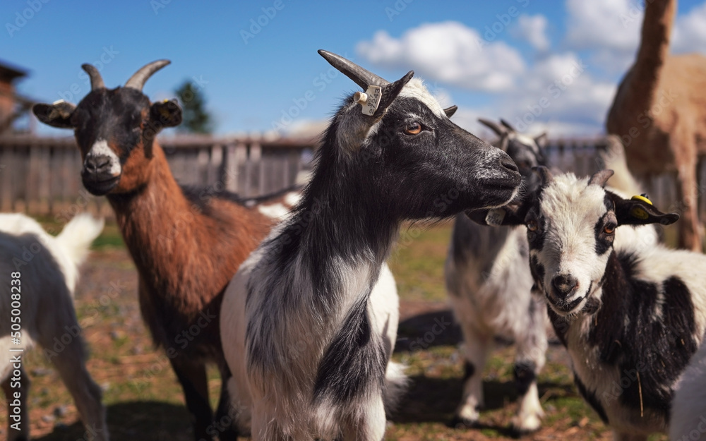 Group of small white and black american pygmy (Cameroon goat) closeup ...