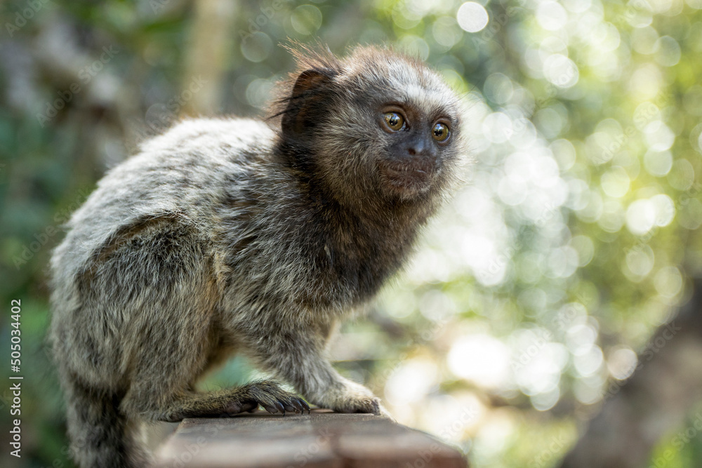 Penicillata Marmoset