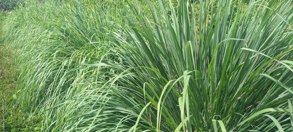 Lemongrass (Cymbopogon citratus). This plant is commonly used as a ...