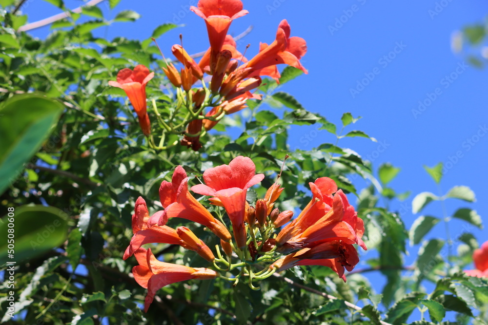 Campsis grandiflora, commonly known as the Chinese trumpet vine, is a ...
