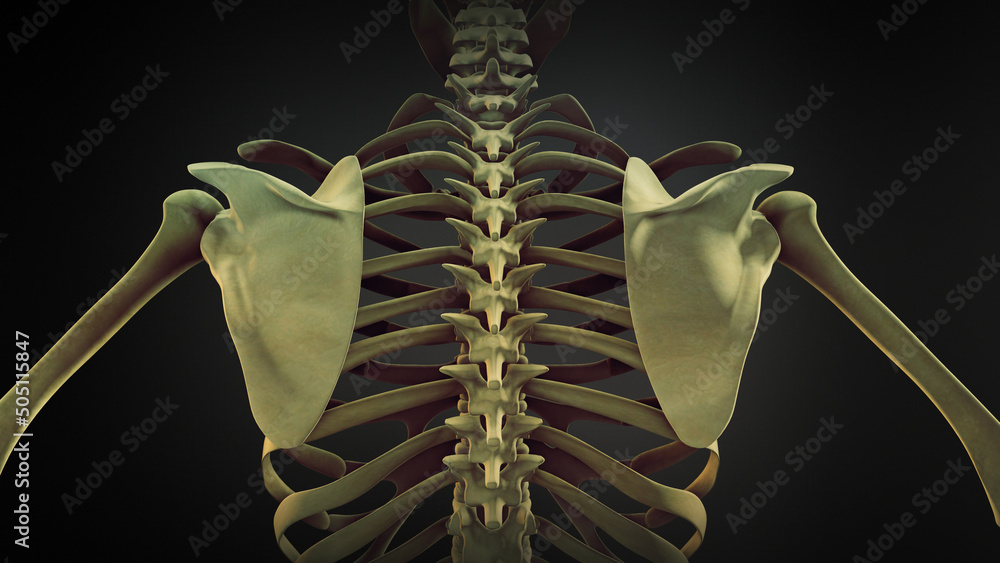 Human skeleton Scapula Bone Anatomy Stock Illustration | Adobe Stock