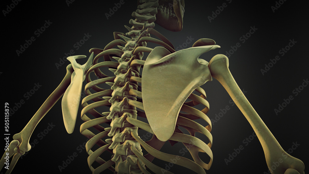 Human skeleton Scapula Bone Anatomy Stock Illustration | Adobe Stock