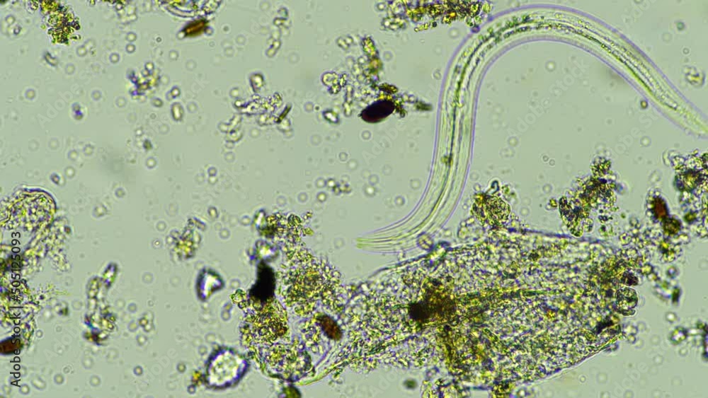 soil microorganisms including nematode, microarthropods, micro ...