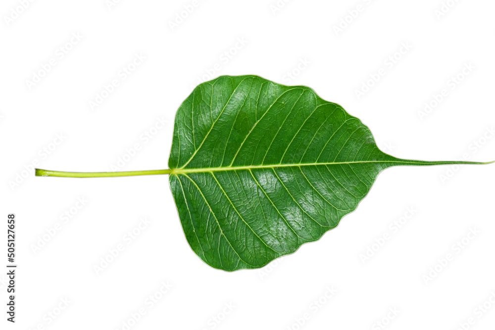 Sacred fig leaf , Ficus religiosa leaf background Stock Photo | Adobe Stock