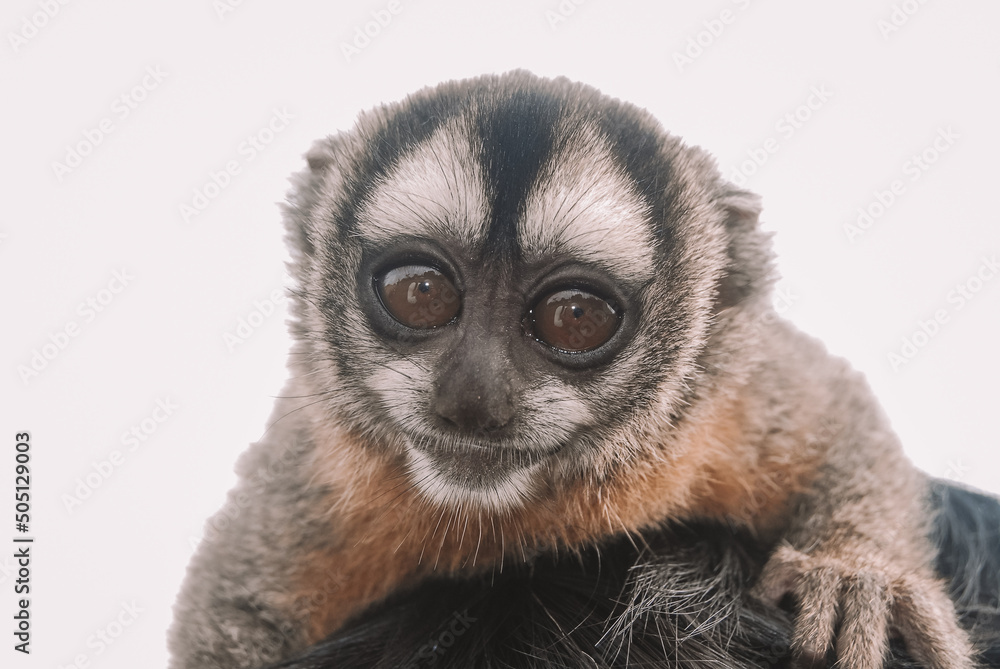 Specimen of night monkey, also known as owl monkey or douroucoulis ...