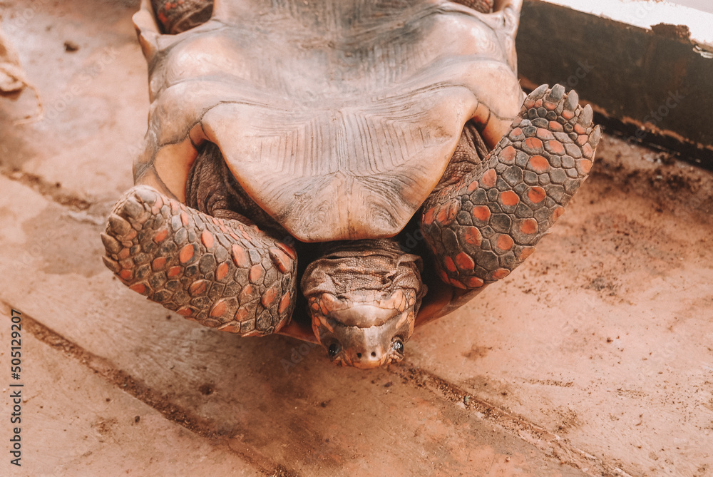 Captured turtle upside down on a boat floor Stock Photo | Adobe Stock