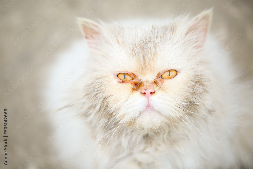 Close up portrait of an abandoned, miserable and dirty white persian ...