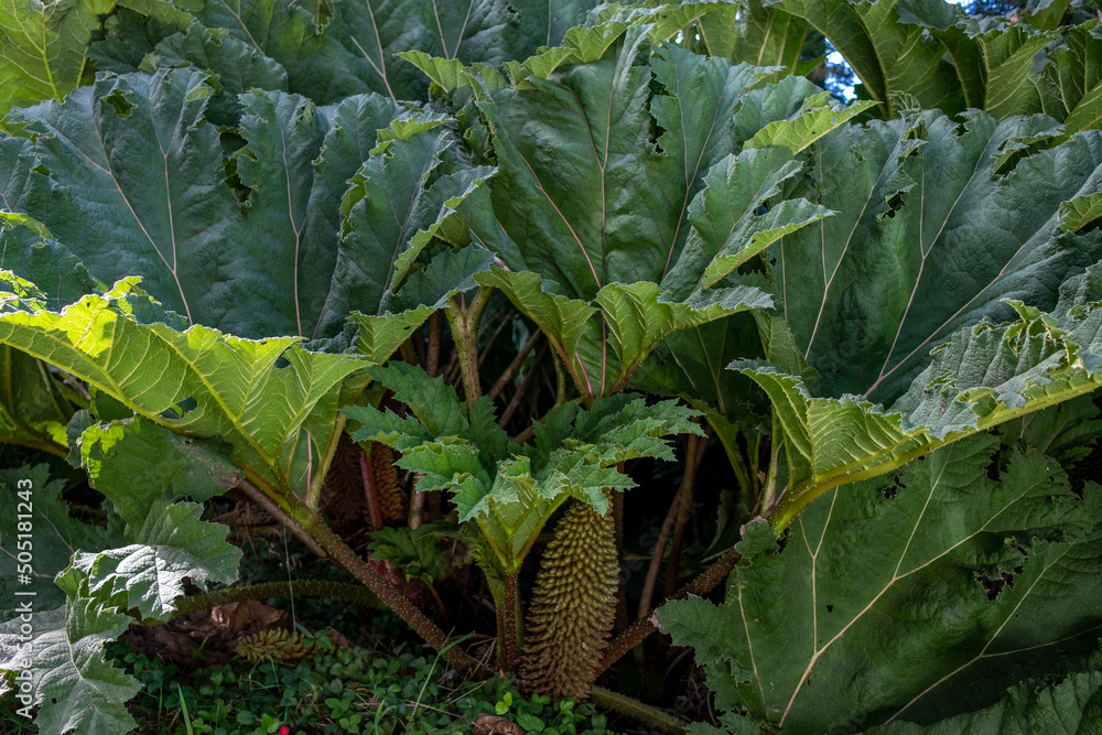 Gunnera tinctoria - " Gunera, gigante " - Invasive plant on the island ...