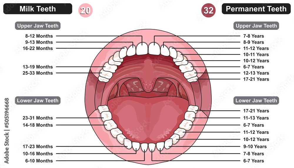 Comparison between milk and permanent teeth infographic diagram age of ...