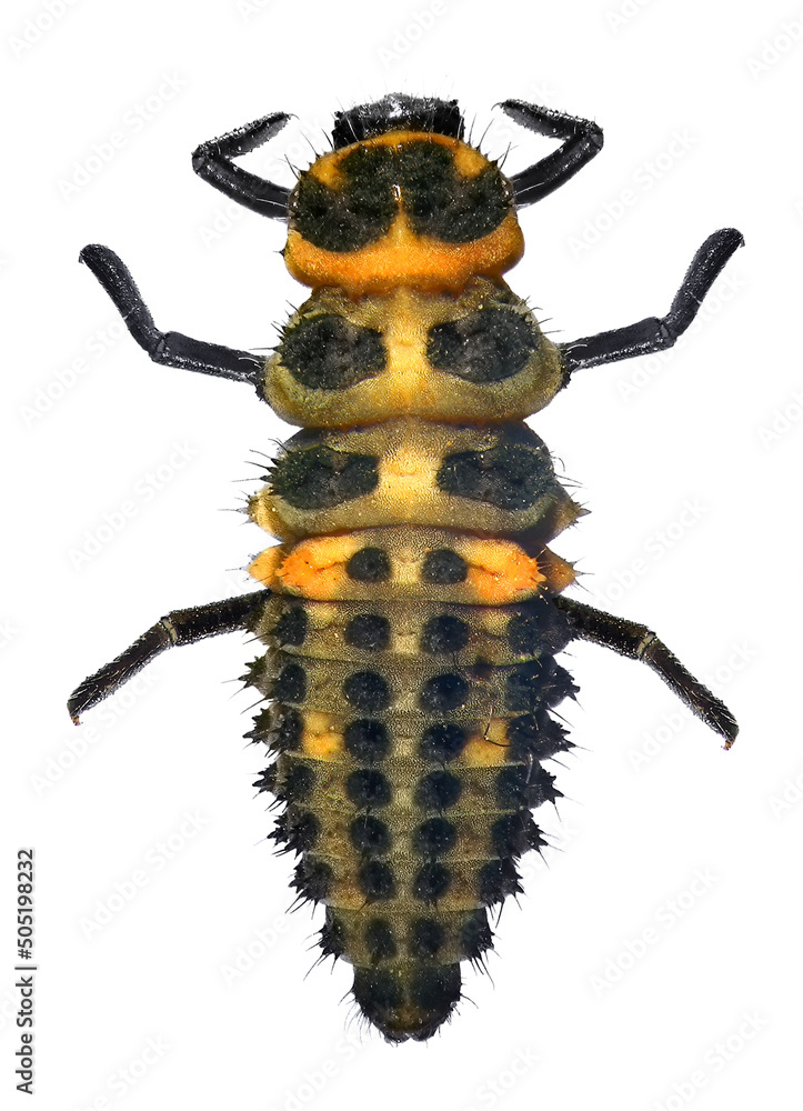 Seven-spot ladybird (ladybug), Coccinella septempunctata (Coleoptera ...