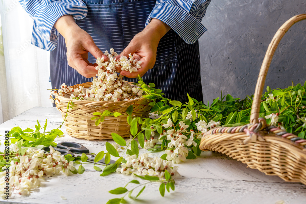 Female hands cut Acacia flowers from branches and put in basket for ...