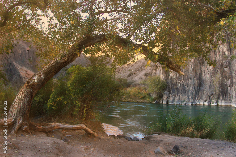 On the banks of the river grows a large tree, a curved tree over the ...