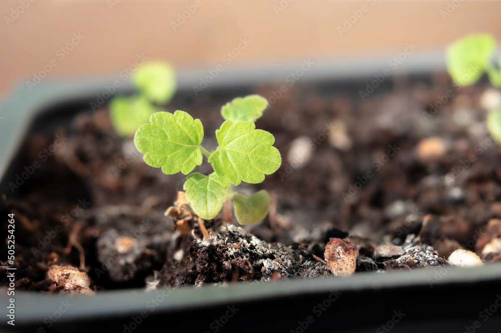 Little catnip seedling in pot with soil, close up. Macro of cat nip ...