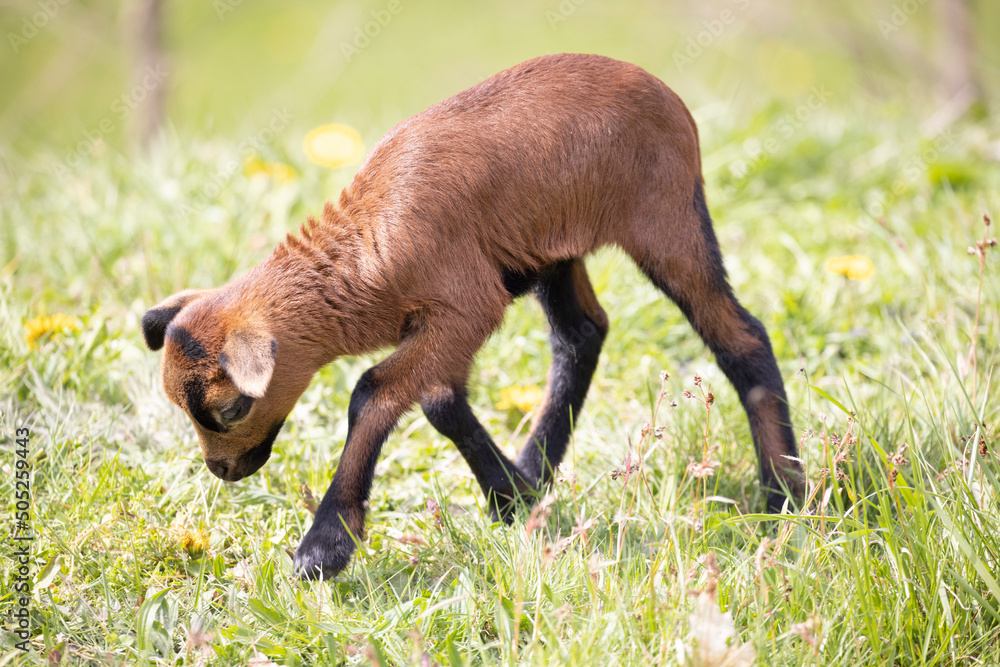 very young goat on the meadow Stock Photo | Adobe Stock