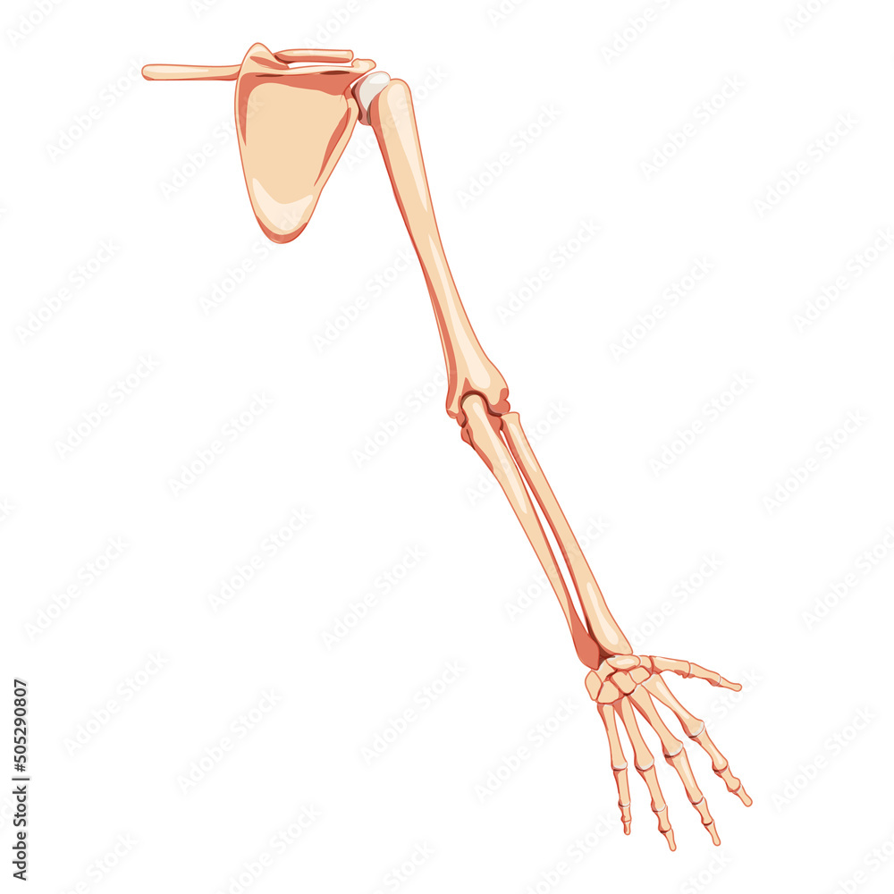 Upper limb Arm with Shoulder girdle Skeleton Human back view. Set of ...