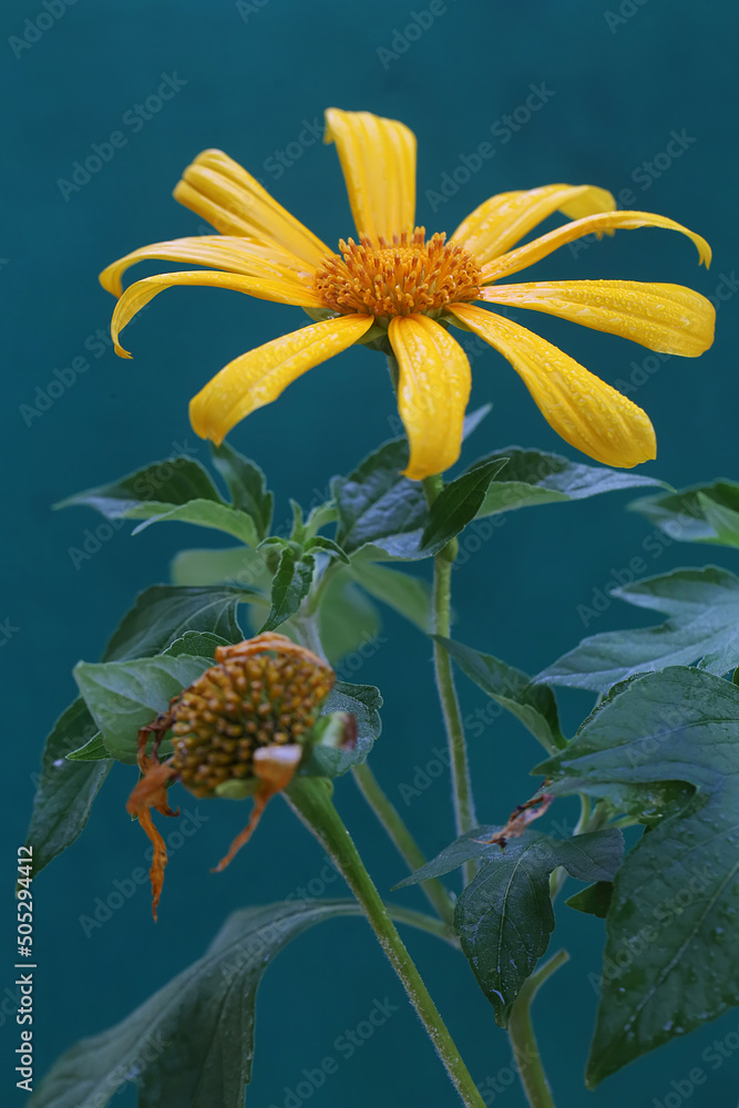 The beauty of shrub sunflower or tree marygold flowers that are in ...