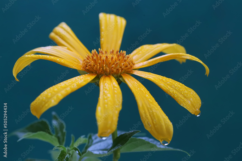 The beauty of shrub sunflower or tree marygold flowers that are in ...