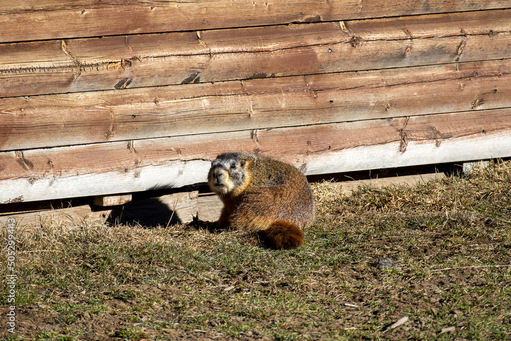 A cute alpine marmot looks at the camera as it sits by a log cabin in ...