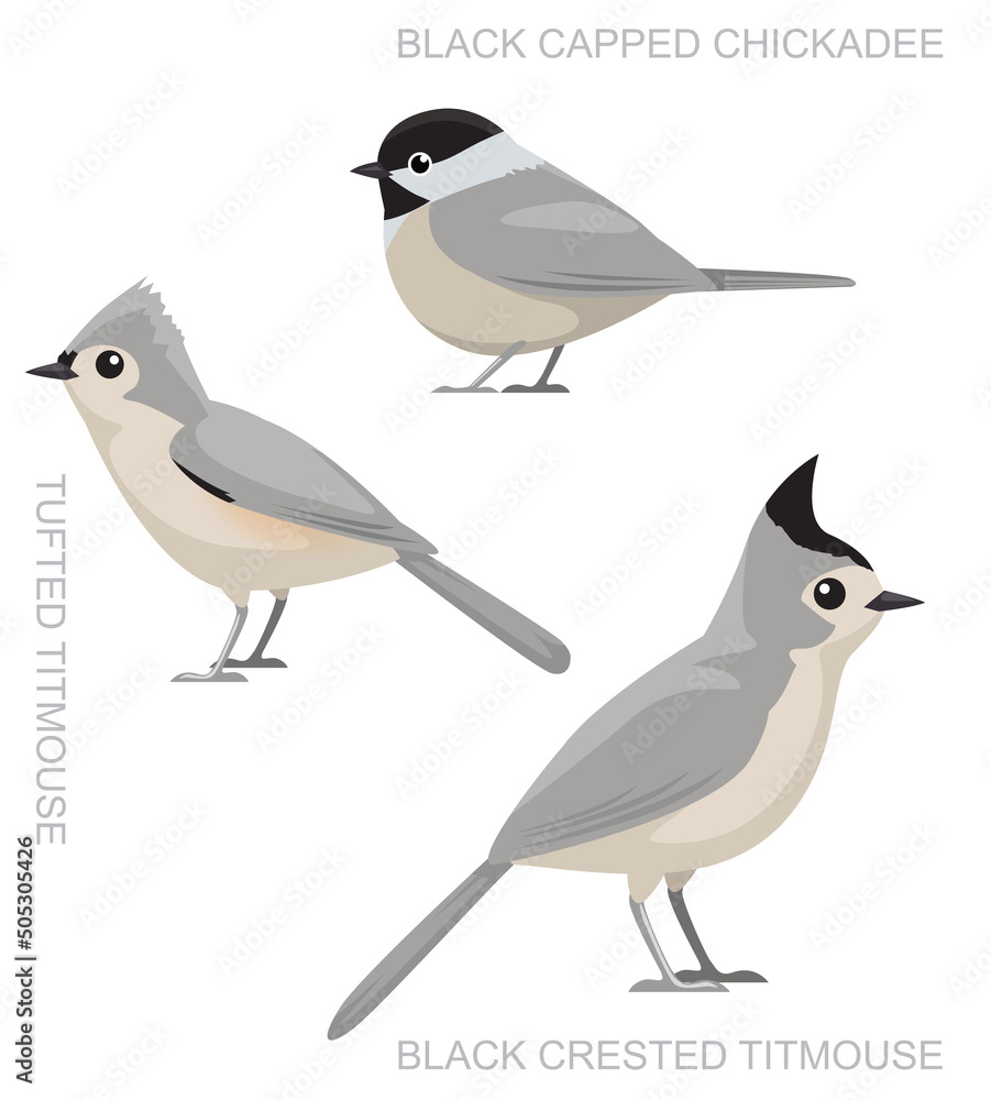 Cute Bird Titmouse Set Cartoon Vector Stock Vector | Adobe Stock