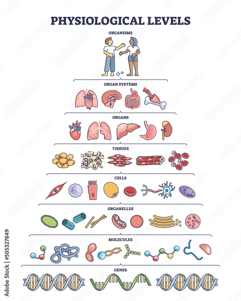 Physiological levels and detailed life structure division outline ...