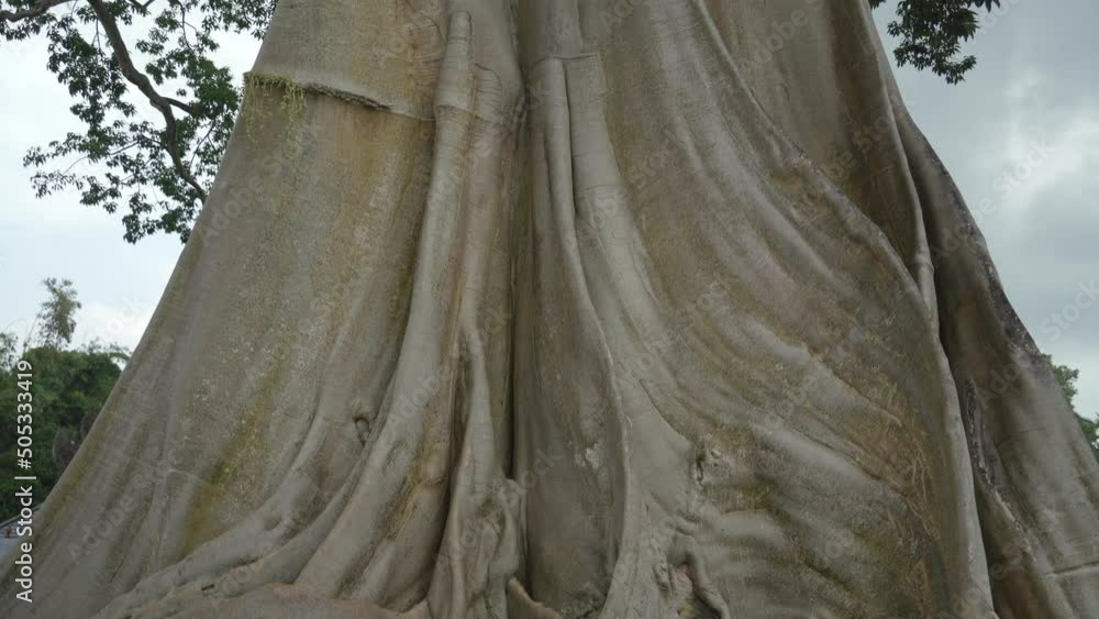 Bayan Banyan Ancient Giant Tree - The Oldest and Biggest Trees in Bali ...