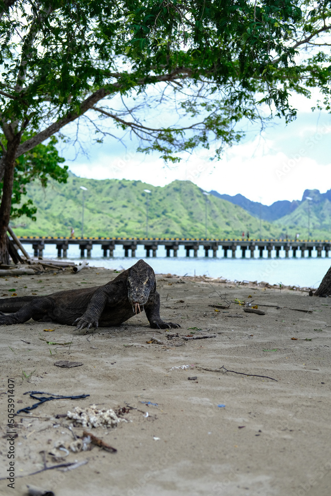 The Komodo dragon is an ancient animal that still lives in the Komodo ...