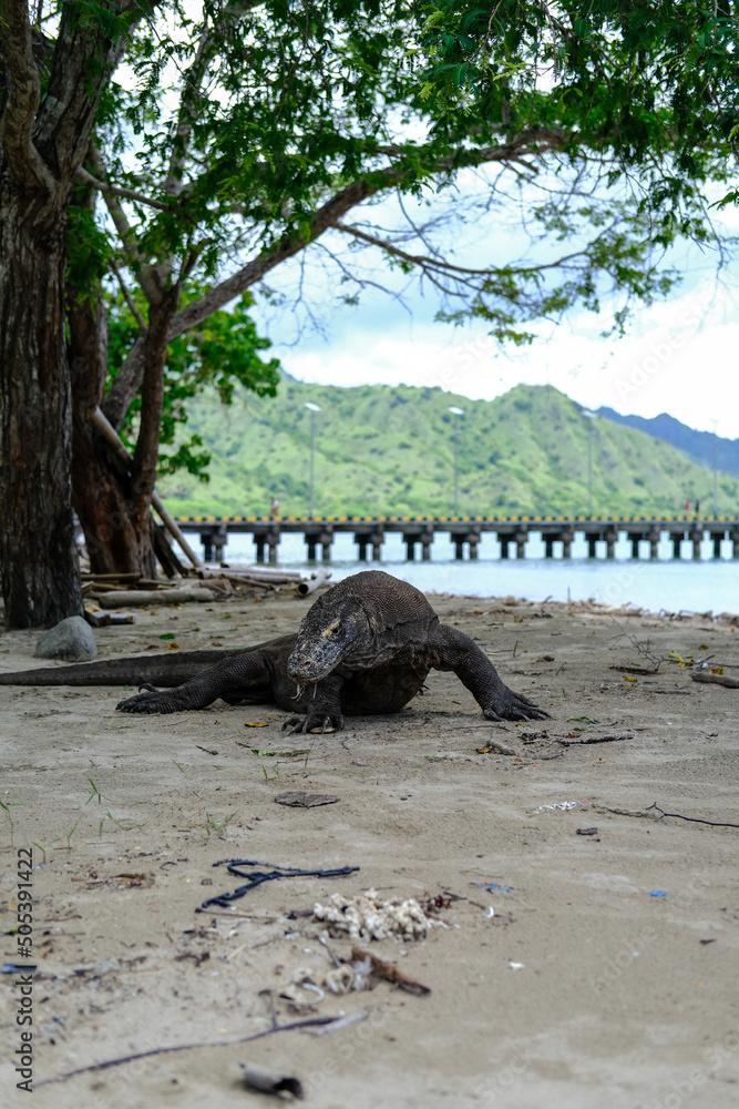 The Komodo dragon is an ancient animal that still lives in the Komodo ...