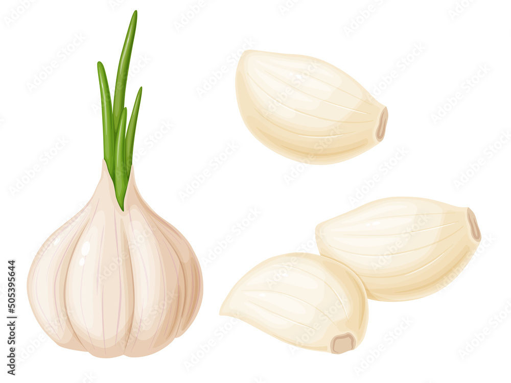 Garlic in cartoon style. Vegetable from the garden. Organic food. Stock ...