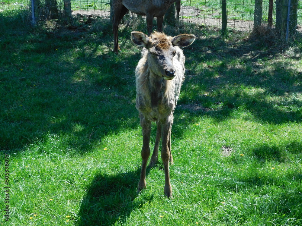 Foto de elk Cervus canadensis the wapiti, is one of the largest species ...