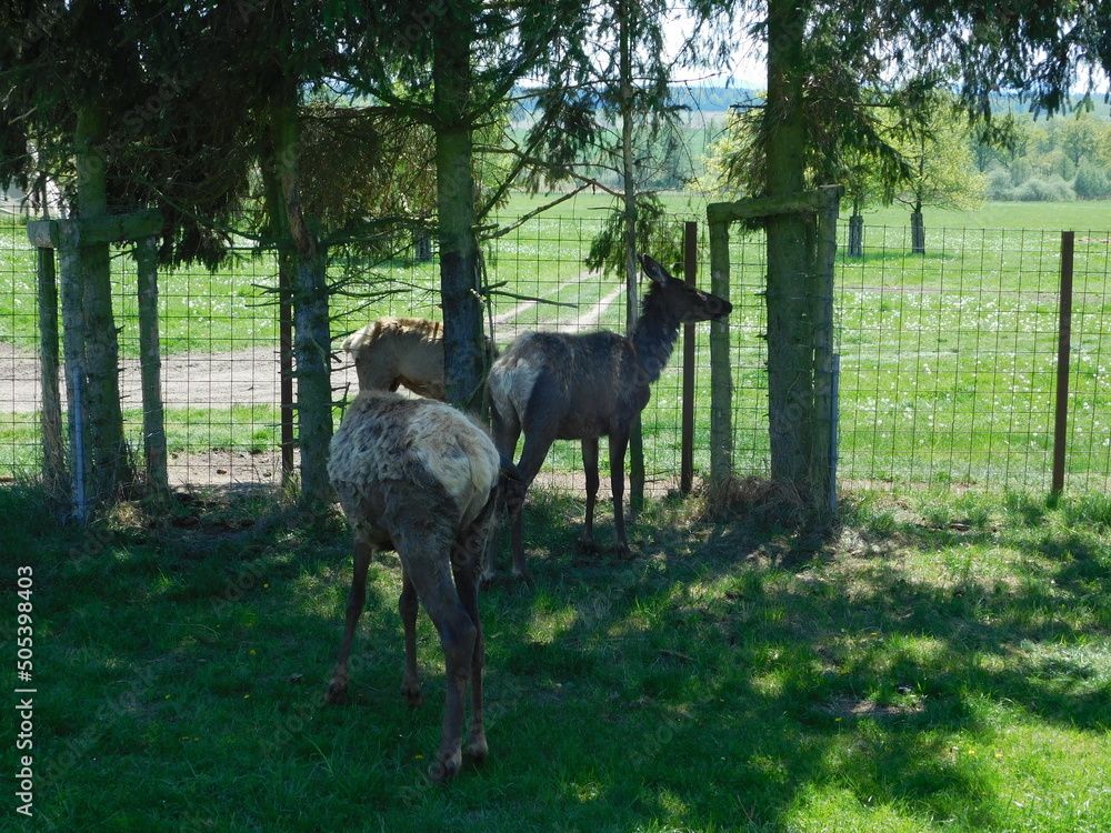 elk Cervus canadensis the wapiti, is one of the largest species within ...