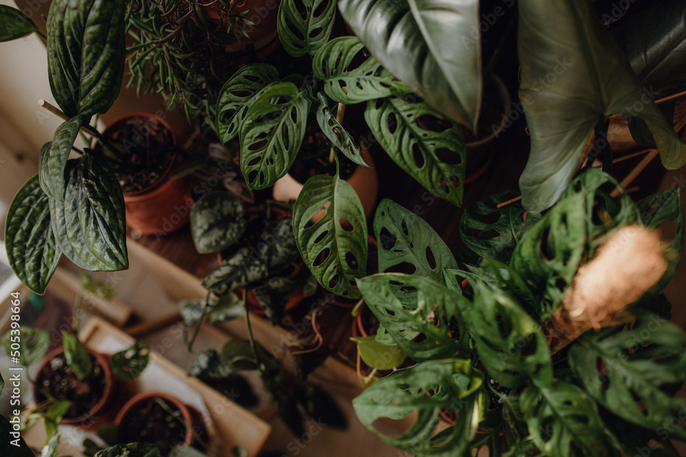 Plants collection in small millenials' rental flat: maranta, calathea ...
