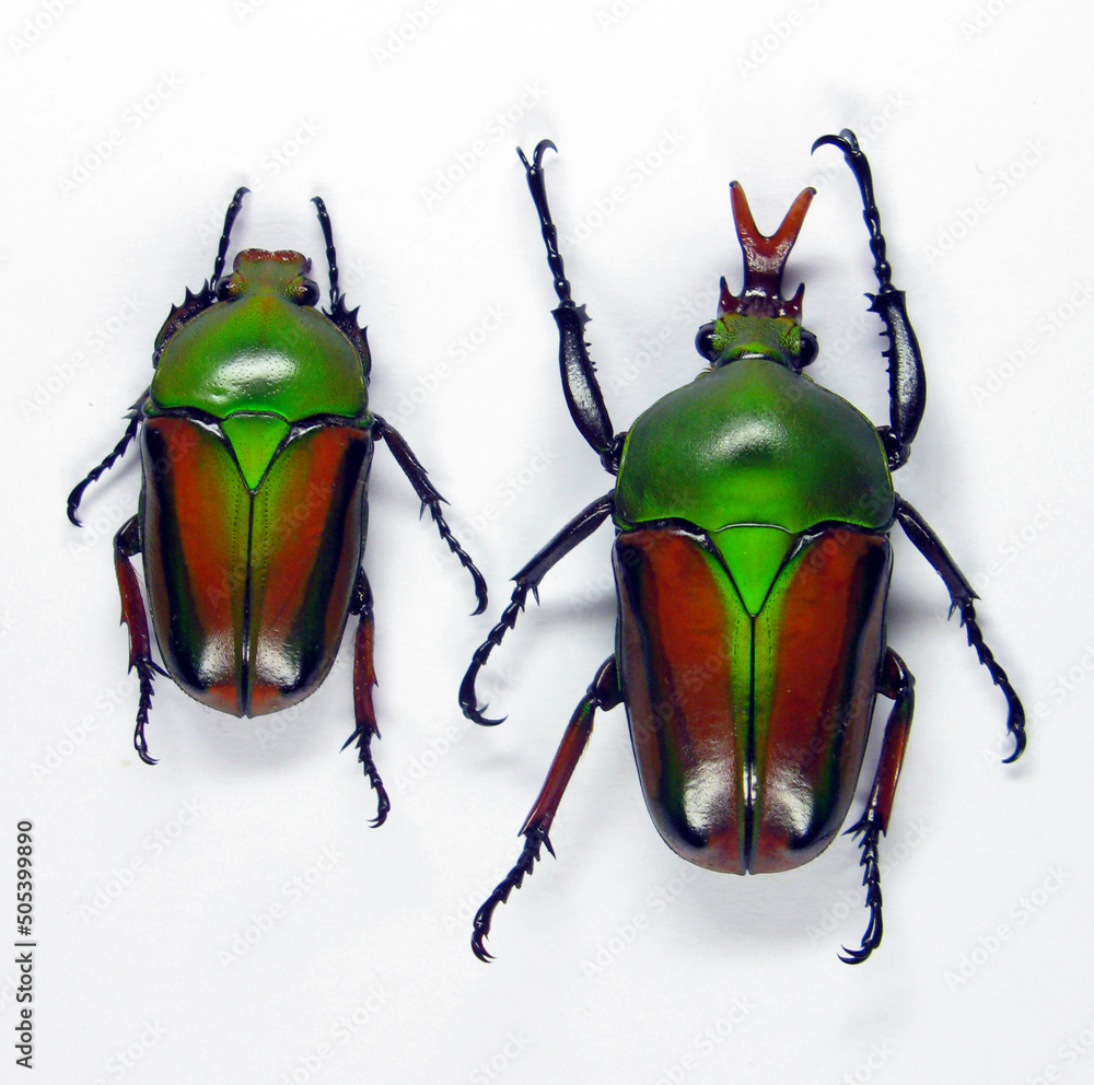 Colorfull green beetles Eudicella woermanni isolated. Collection ...