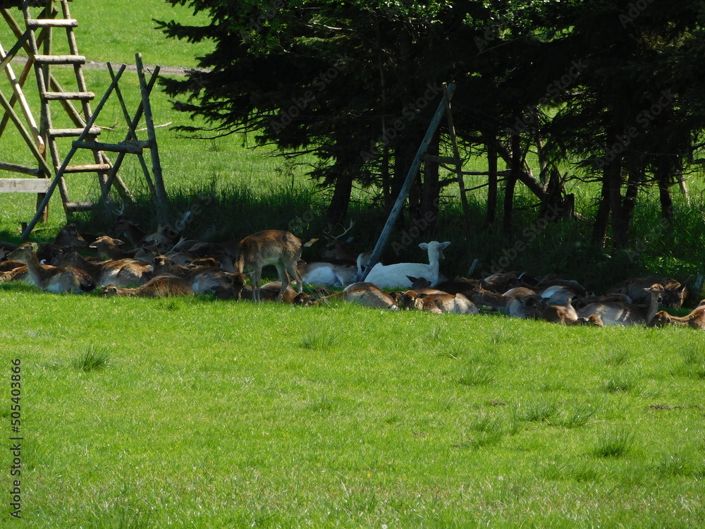 Deer or true deer are hoofed ruminant mammals forming the family ...