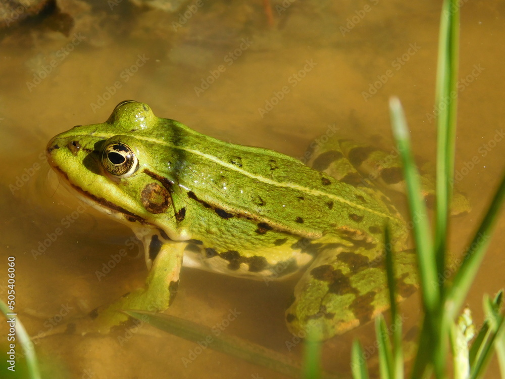 edible frog Pelophylax kl. esculentus rana European frog, also known as ...