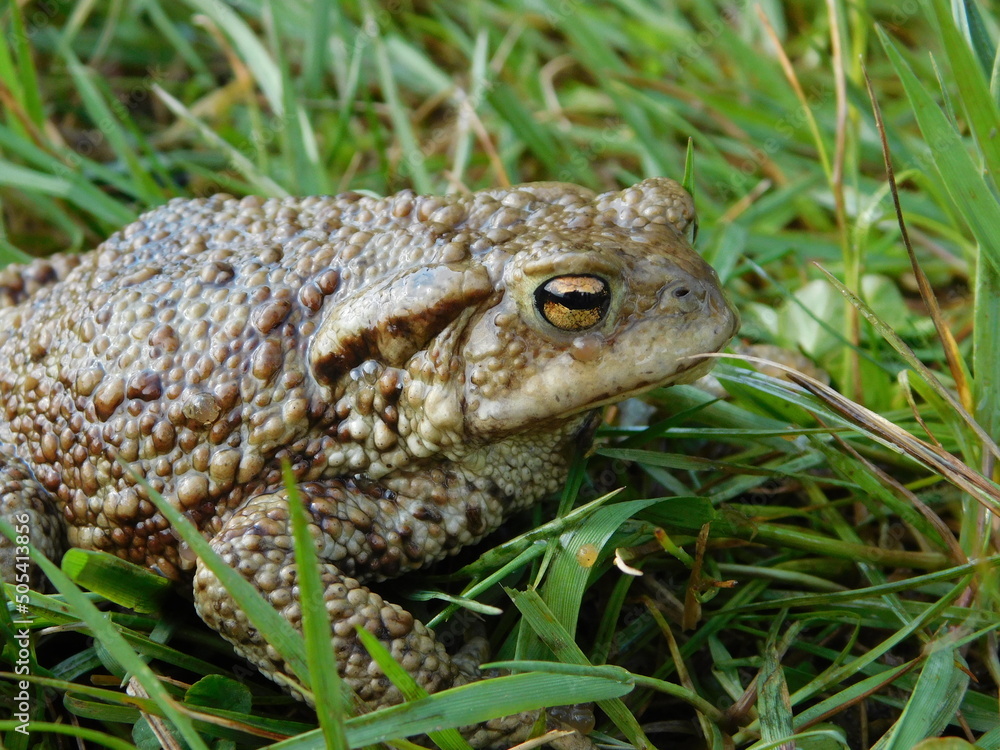 bufo bufo The common toad, European toad, or in Anglophone parts of ...