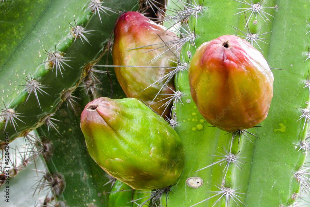 beautiful fruits of traditionally Brazilian cacti, mandacaru, common ...