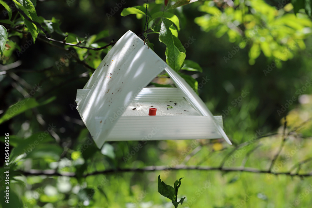 Plum fruit moth, Plum moth, Red plum maggot (Cydia funebrana ...