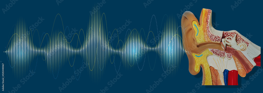 Anatomical model of human ear with luminous sound wave on blue ...