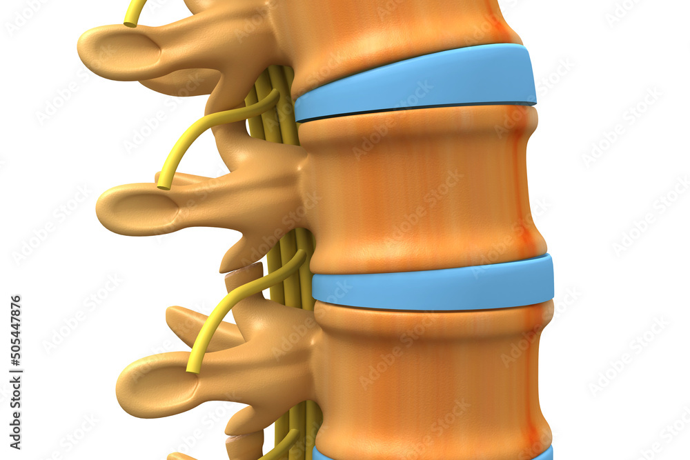 Anatomy of human spine Stock Illustration | Adobe Stock