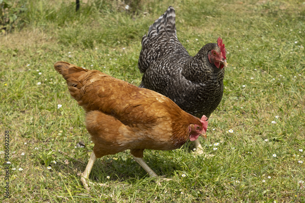Poules pondeuses rousse et race Coucou Stock Photo | Adobe Stock