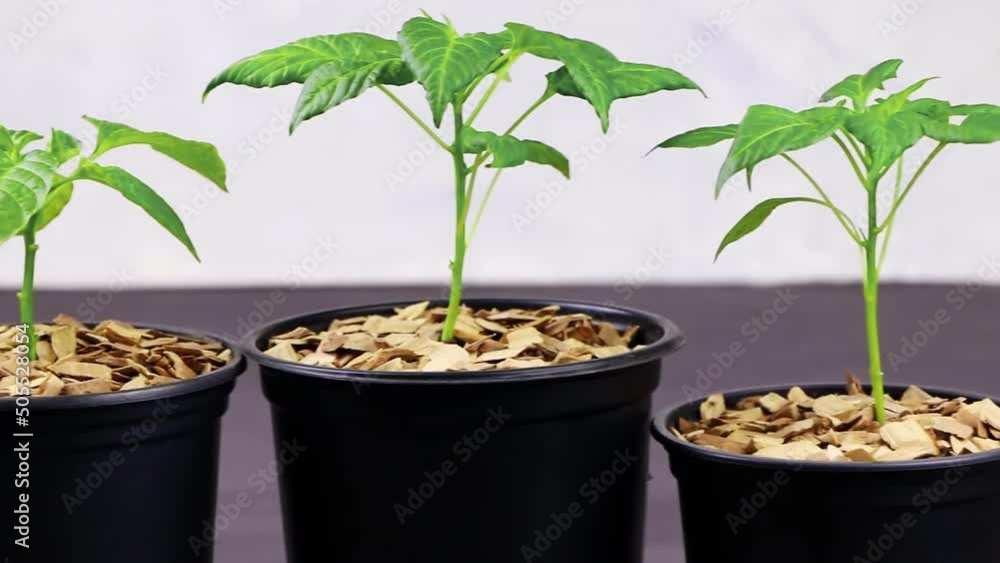 Pepper seedlings in a black pot mulched with chips.A young pepper ...