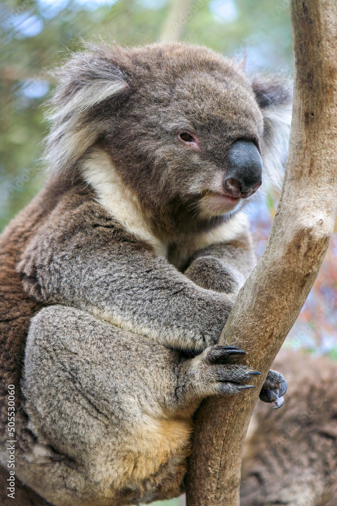 Koala - an arboreal herbivorous marsupial native to Australia Stock ...